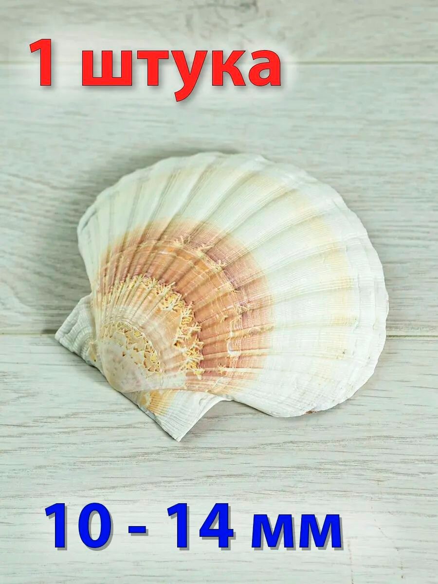 1 шт. Раковина большого морского гребешка Pecten maximus цветная.