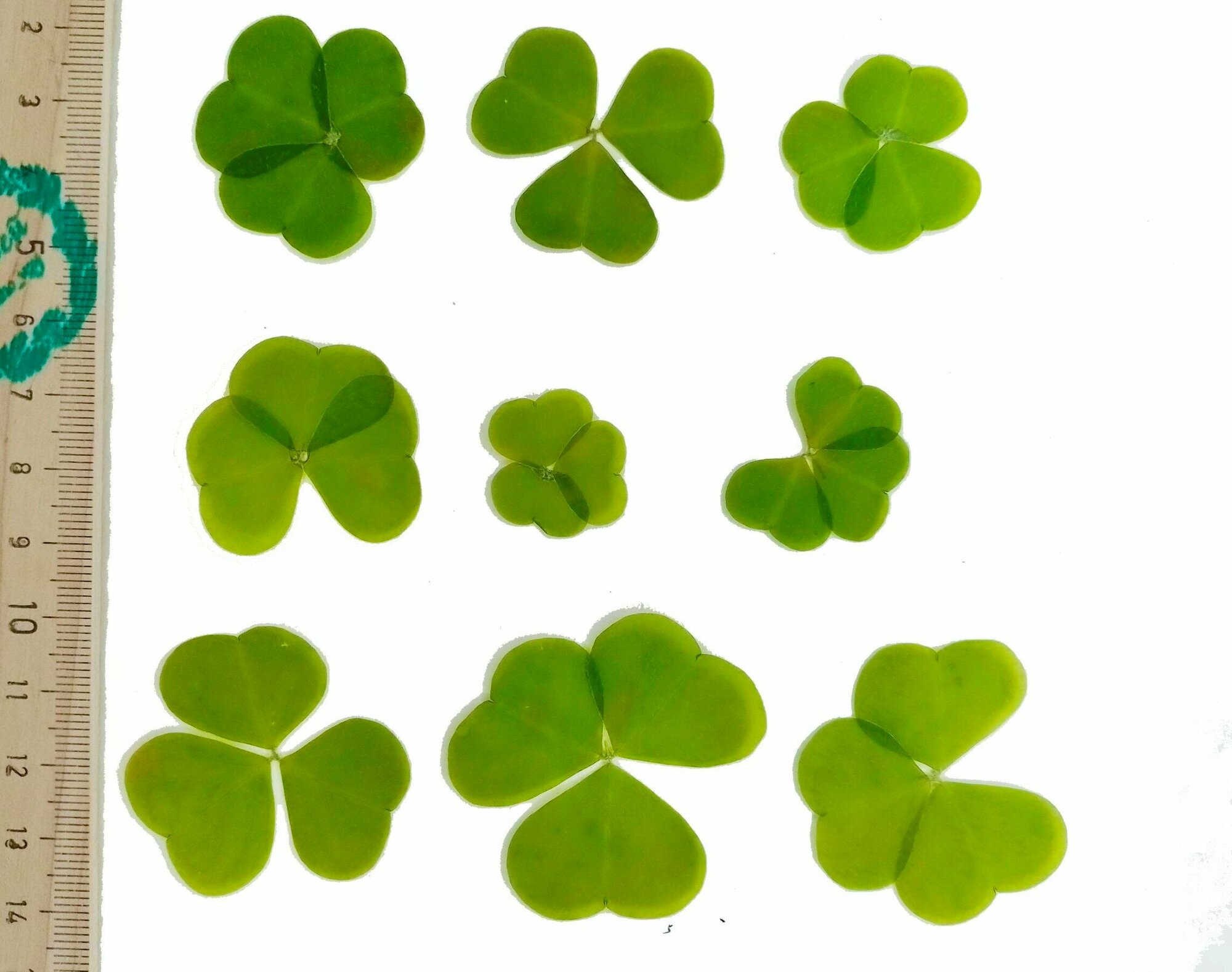 Плоские сухоцветы - Кислица для заливки смолой и рукоделия, 15 шт