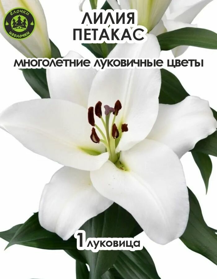 Лилия, Петакас, 1 шт