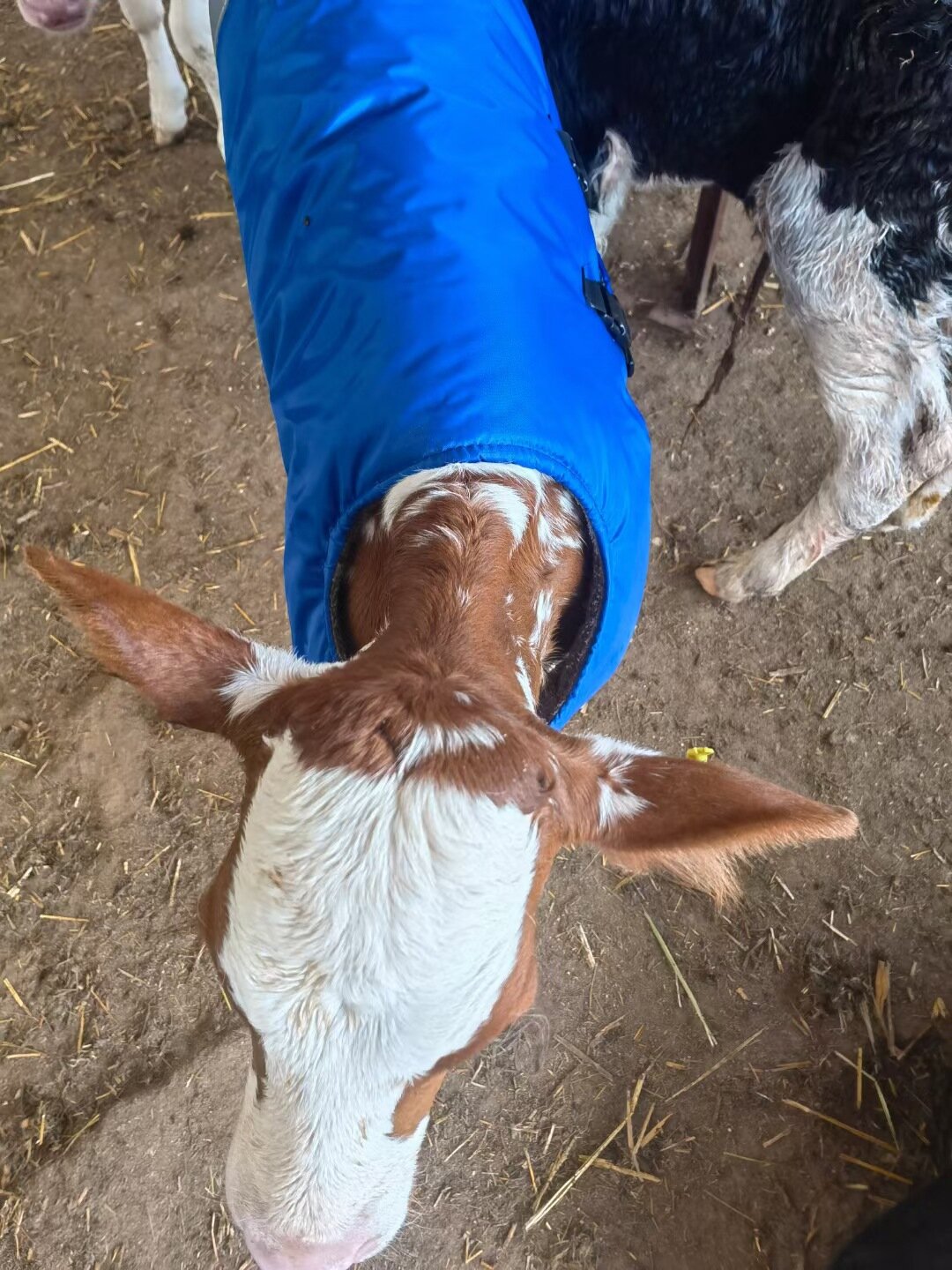 Утолщенный и увеличенный жилет для икр, теплая куртка, ветрозащитная одежда для икр, куртка для защиты от холода, оборудование для икр