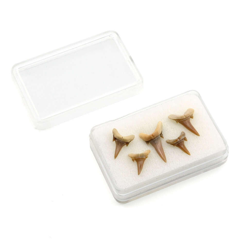 Зубы акулы "Turania" 5шт. в блистерной упаковке. .