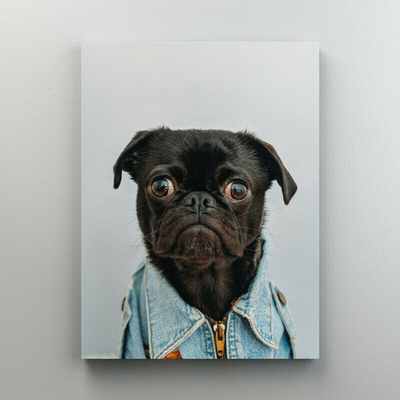Интерьерная картина на холсте "Удивленный мопс в курточке" размер 30x40 см