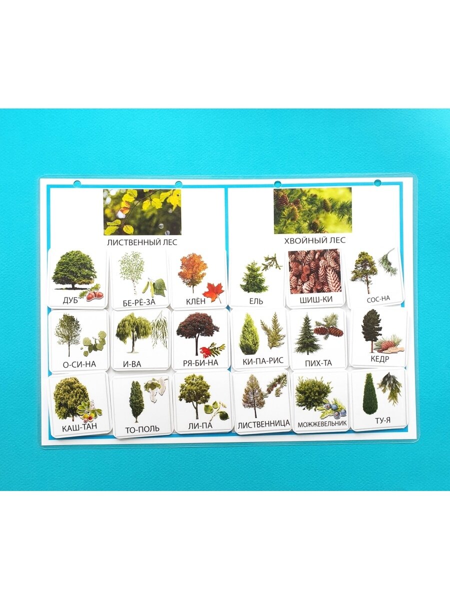 Хвойные и лиственные деревья. Окружающий мир (адаптивный материал). Развивающее пособие на липучках