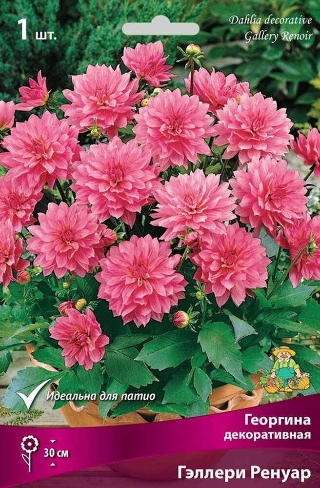 Многолетник поиск георгина гэллери ренуар 1 шт