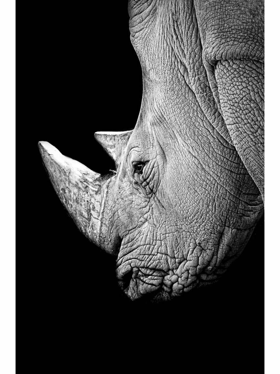 Постер "Черно-белые животные. Носорог"