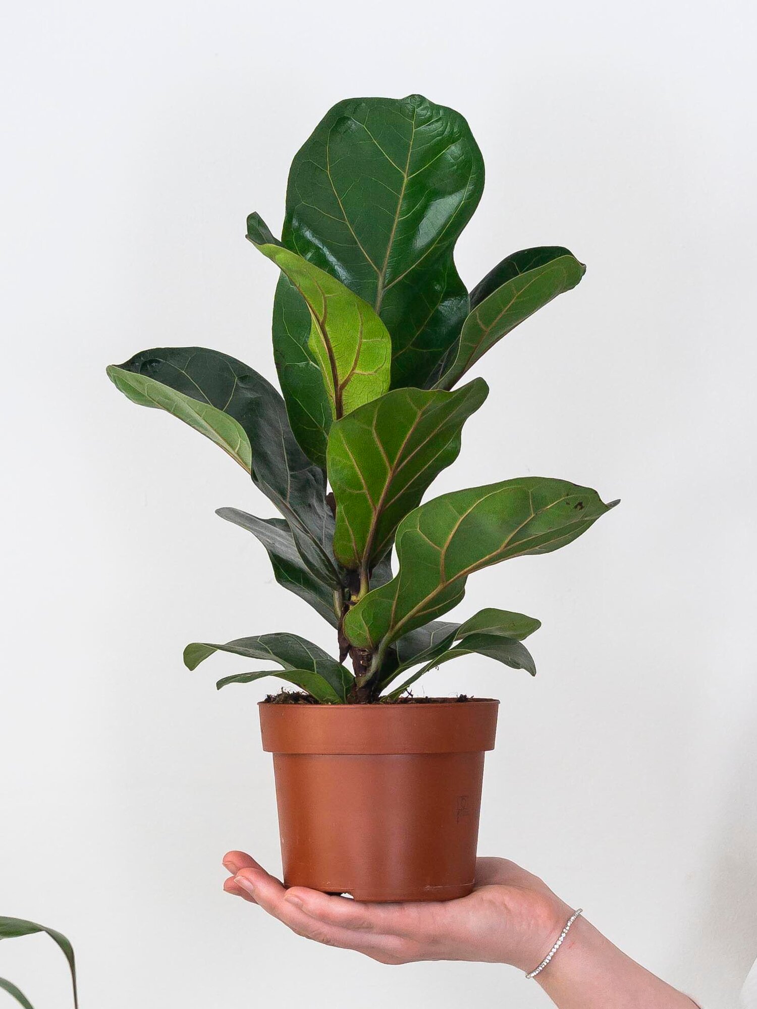 Geo Glass: Фикус Лирата , фикус живой , растения для дома и офиса , 30-35 см