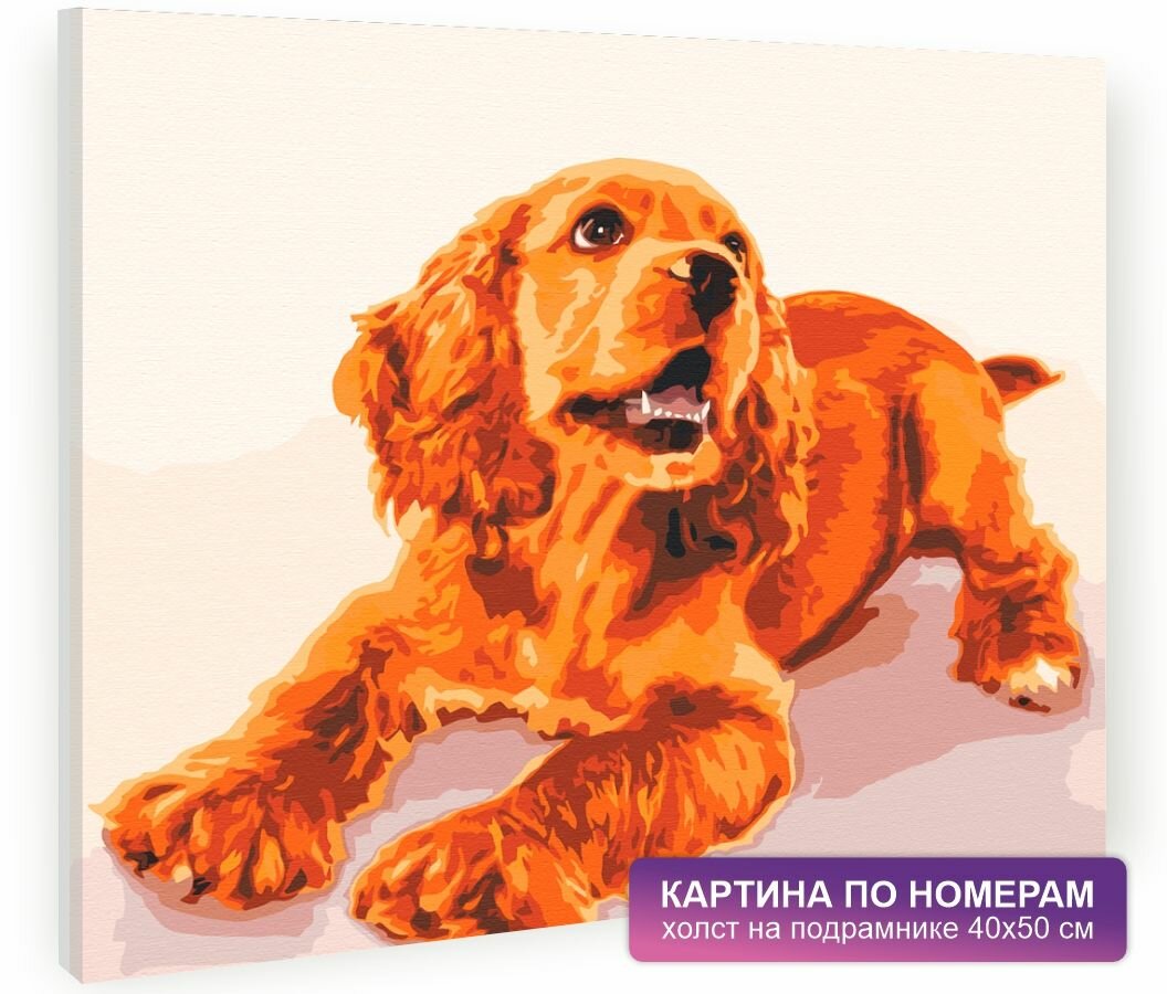 Картина по номерам на холсте с подрамником 40х50 см. Природа, животные, рыбы, птицы. Собаки, щенки. "Спаниель ", арт. 4441/