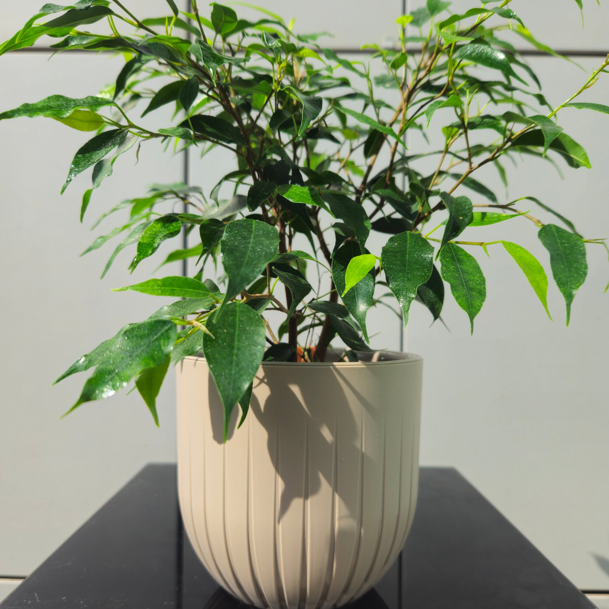 Горшок для цветов альфа, 13 см, 1,4 л, цвет фраппе, двойной горшок, светло-коричневое кашпо, удобный горшок для цветов.