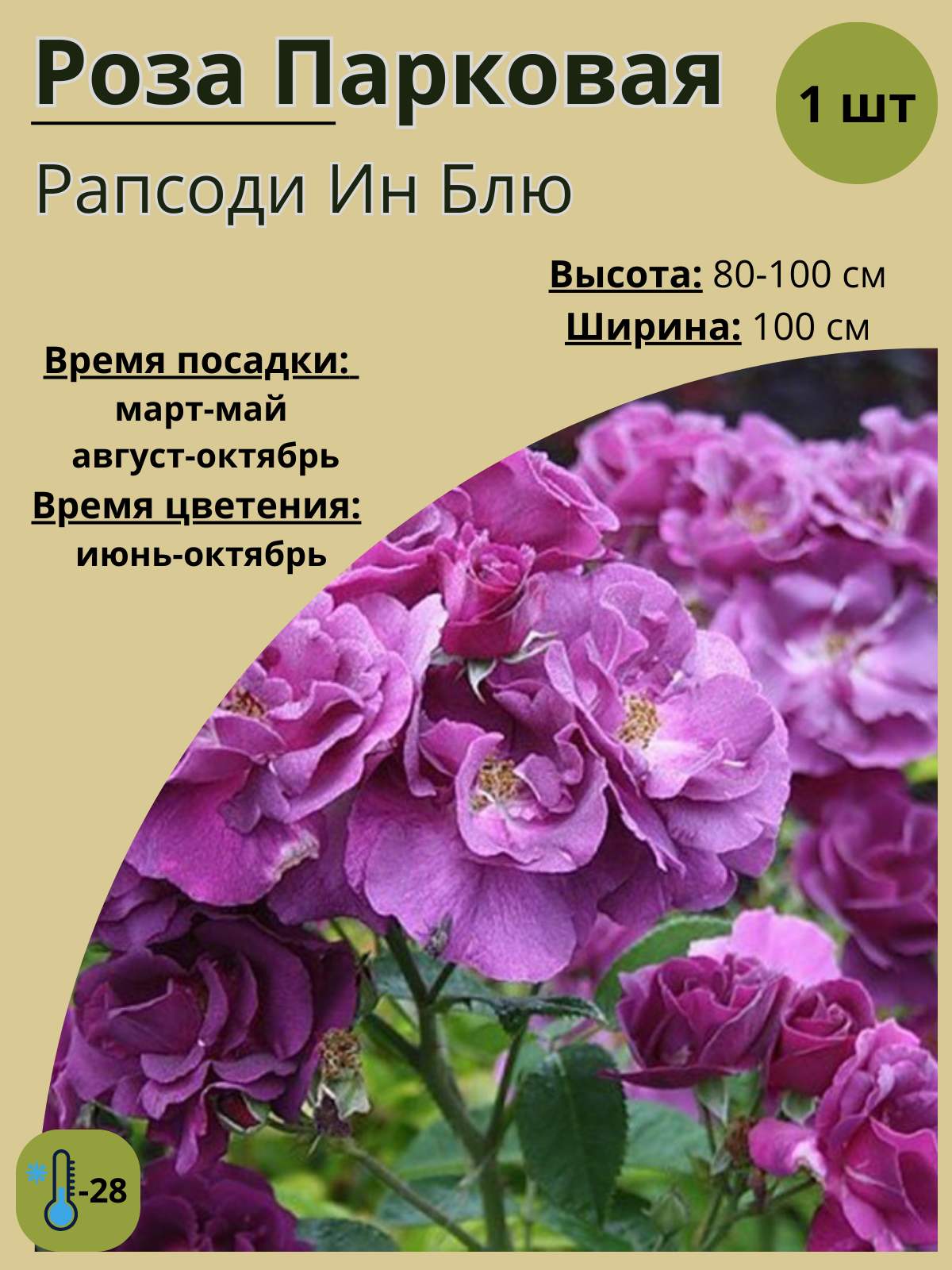 Роза парковая Рапсоди Ин Блю