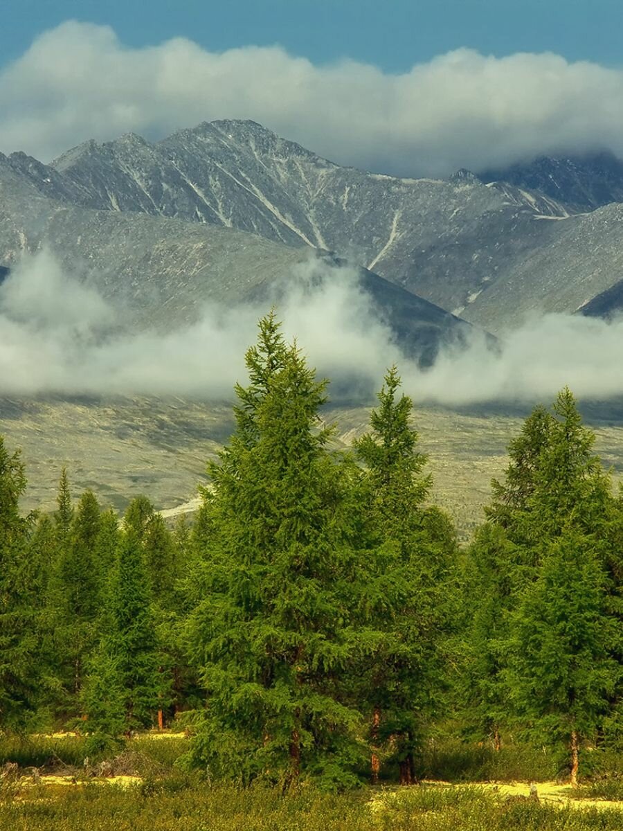 Семена Лиственница Даурская (Larix gmelinii), 25 штук