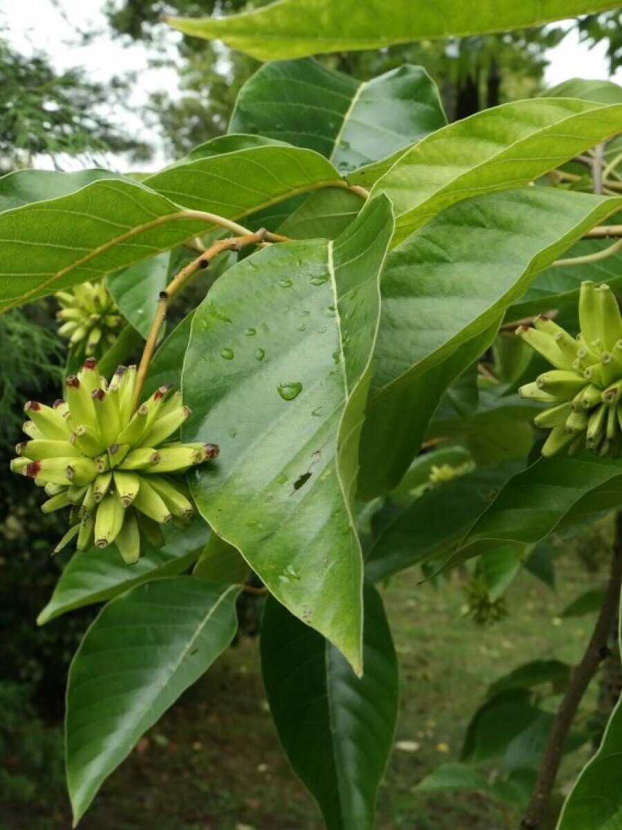 Камптотека остроконечная семена 15 штук