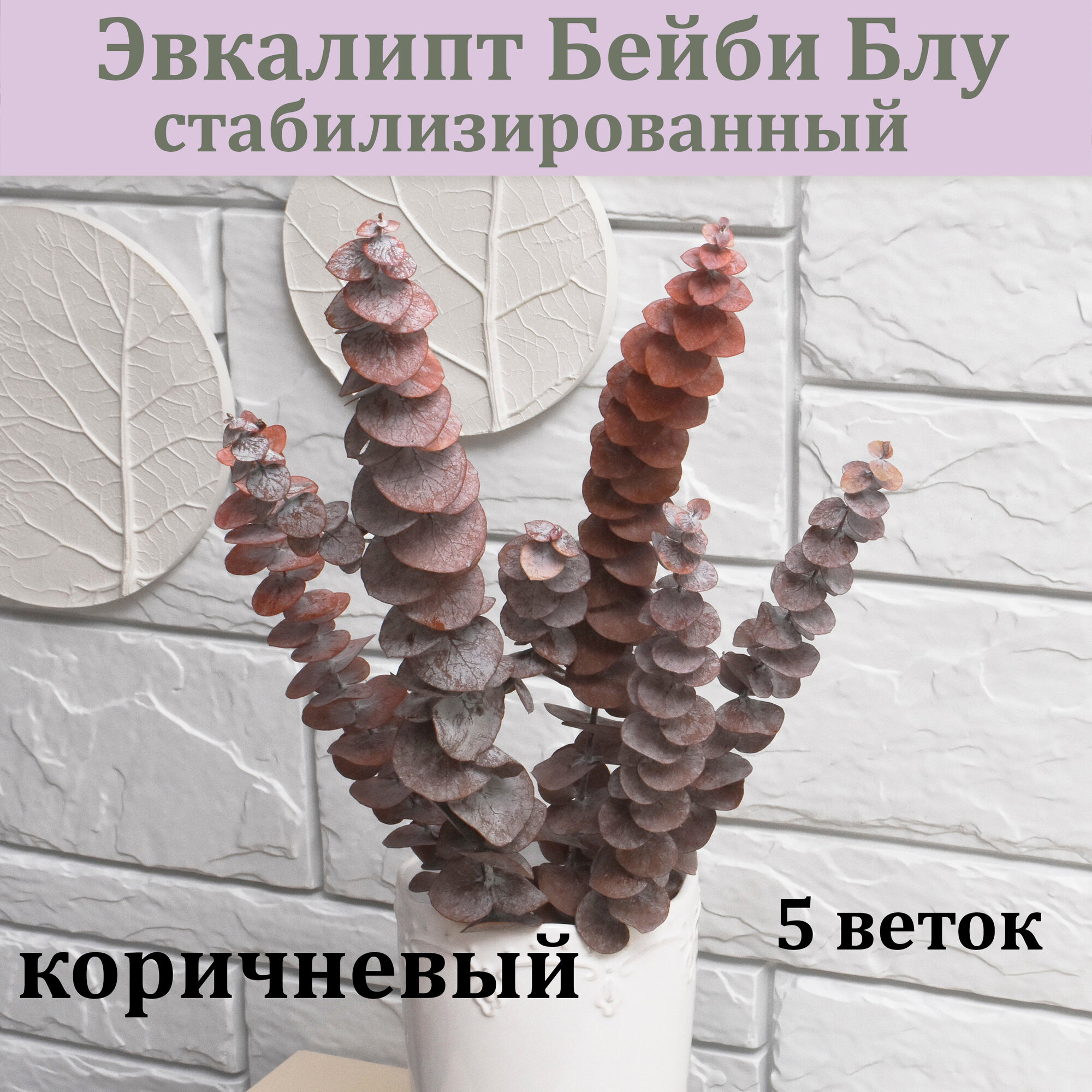 Эвкалипт Бейби Блу стабилизированный Коричневый (5 веток) / Букет для интерьера