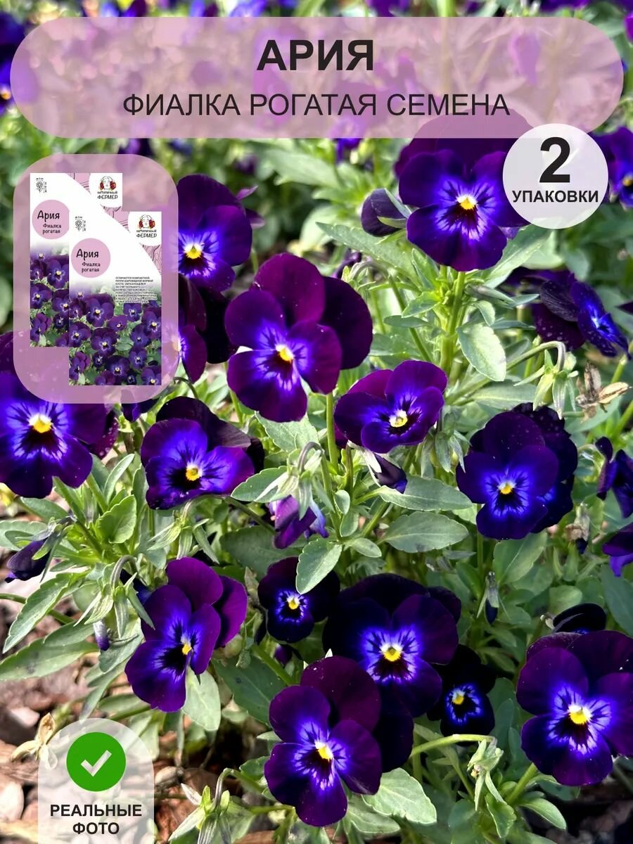 Семена Нетипичный фермер "Фиалка Ария", многолетние, для балкона, улицы, 2 упаковки