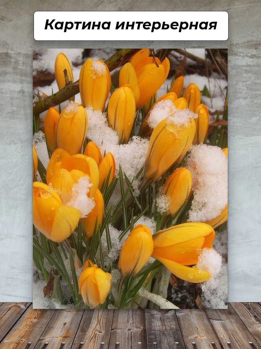 Картины для интерьера 20х30 Тюльпаны в снегу весна