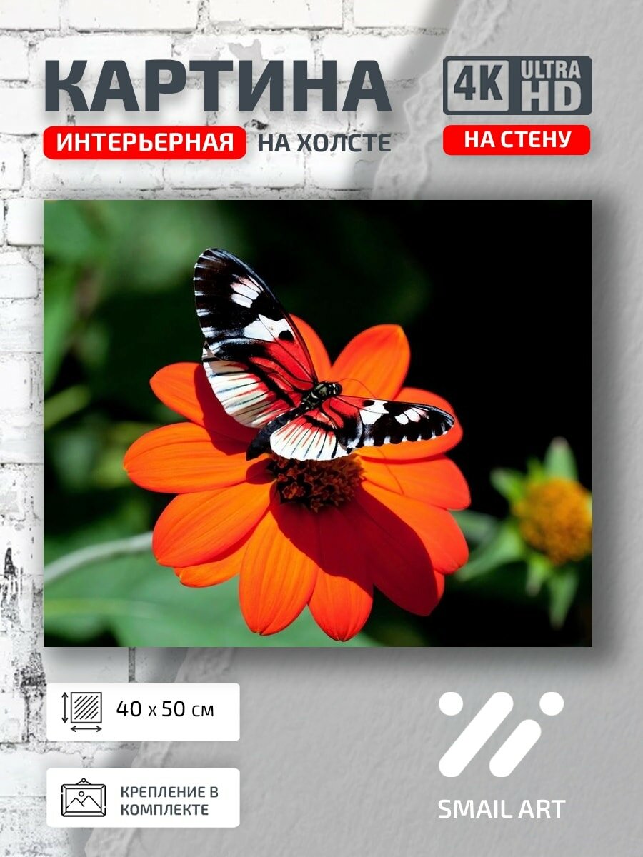 Картина на холсте интерьерная 40 на 50 на стену Бабочка цветке для студии атмосфера