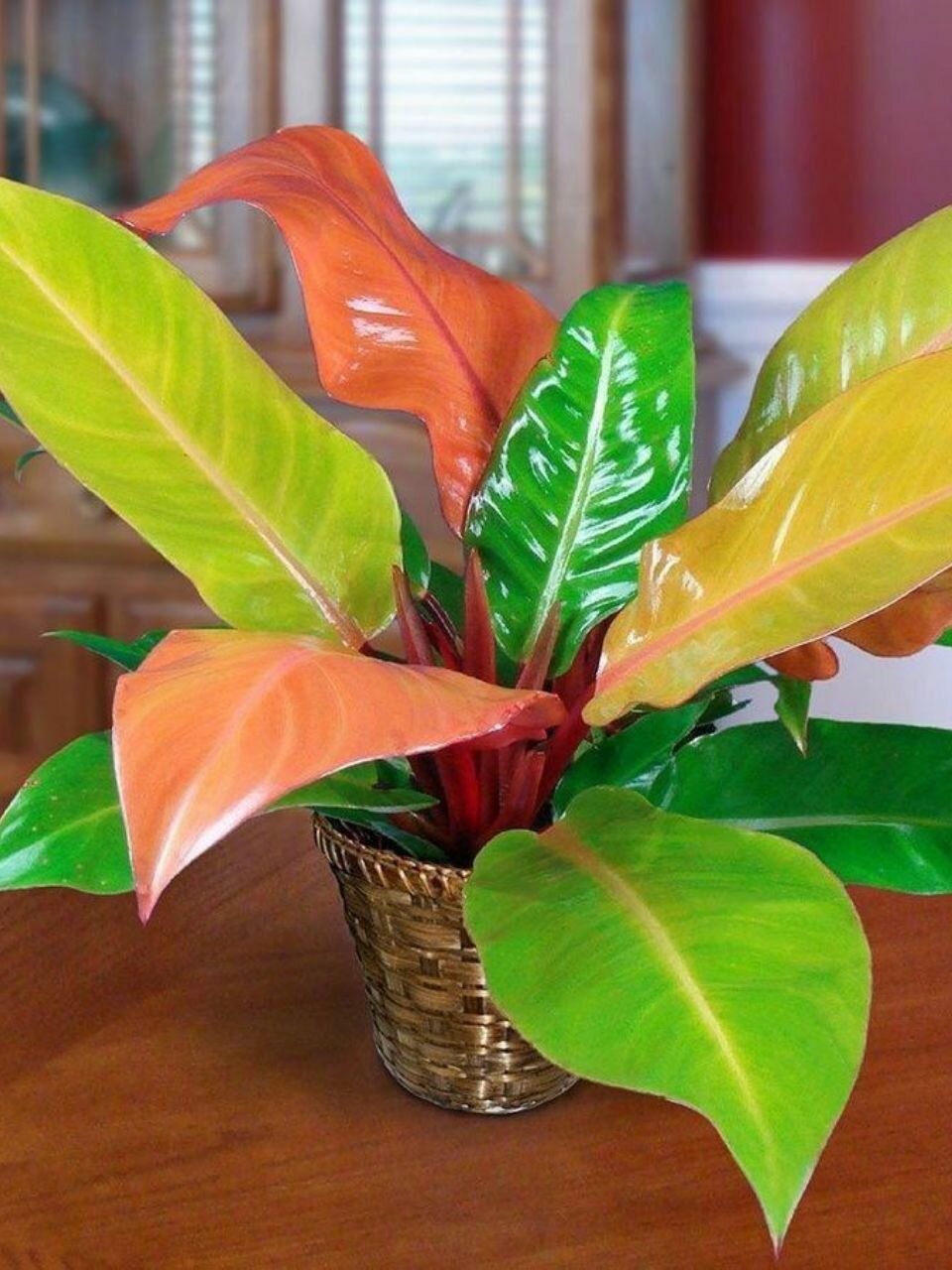 Филодендрон GREEN TOWN "Оранжевый принц", ампельный, в горшке