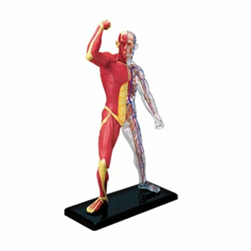 Модель анатомии мышц человека, скелет, обучающий инструмент, лабораторная образовательная игрушка для врачей, офиса, класса, школы