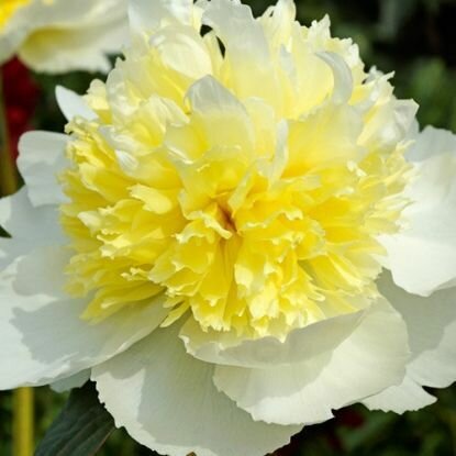 Пион Honey Gold 1 шт.