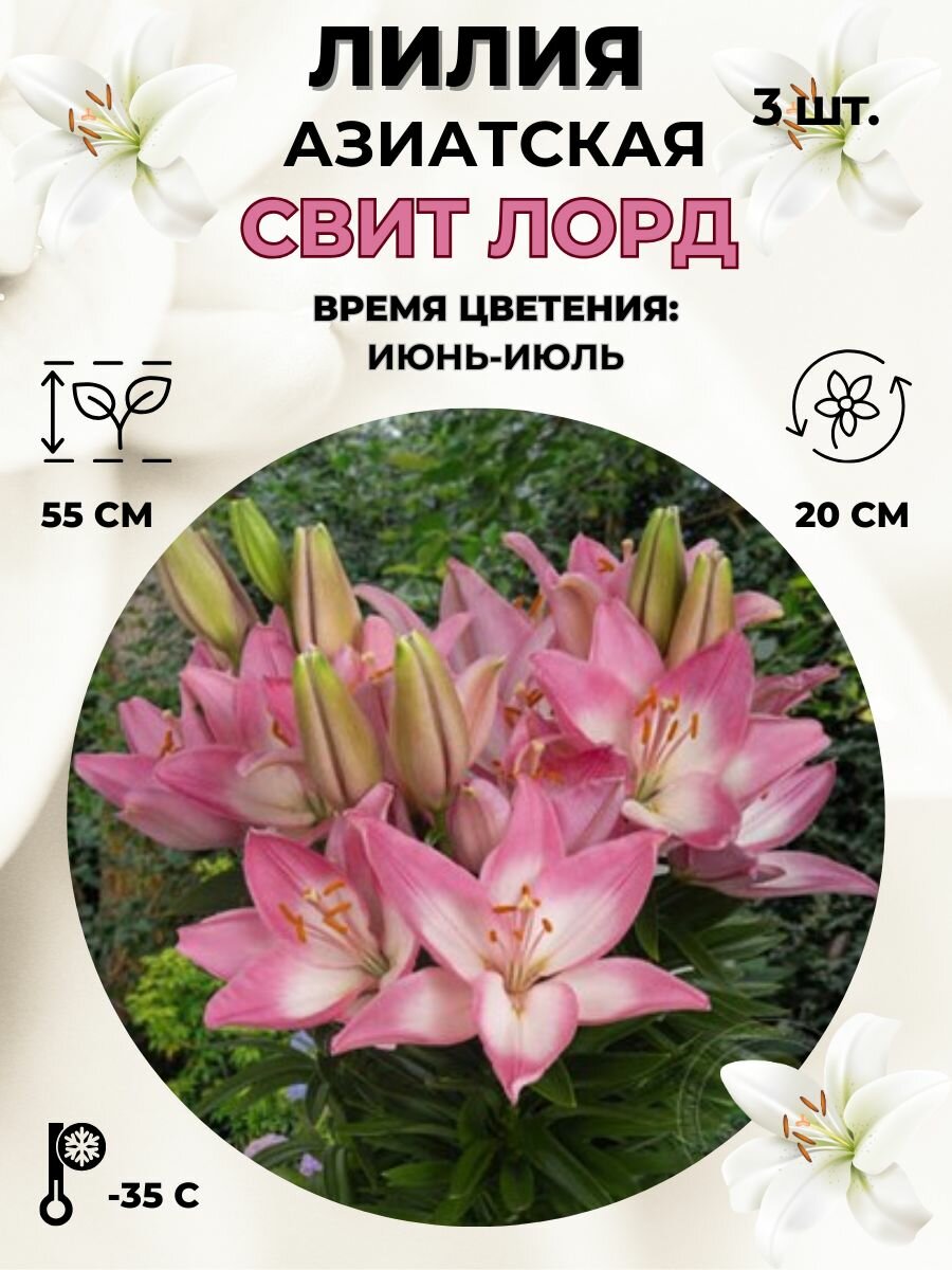 Лилия азиатская, луковицы 3 штуки