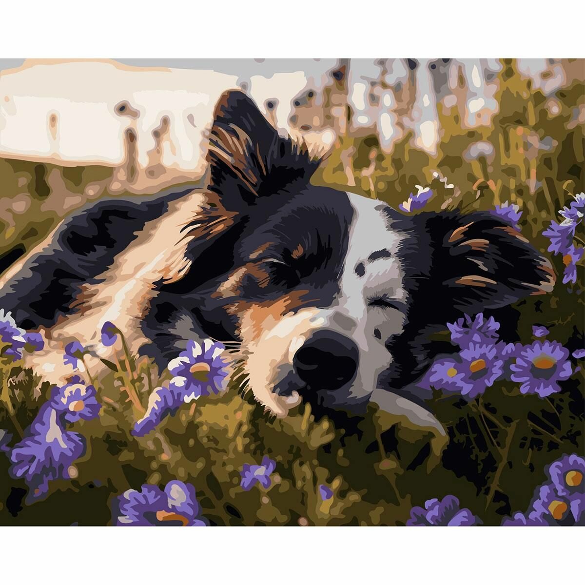 Картина по номерам Cristyle "Бордер-колли в цветах" 40х50 см