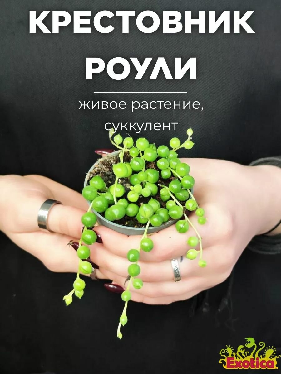 Крестовник Роули (Senecio Rowleyanus) D6см, живой цветок