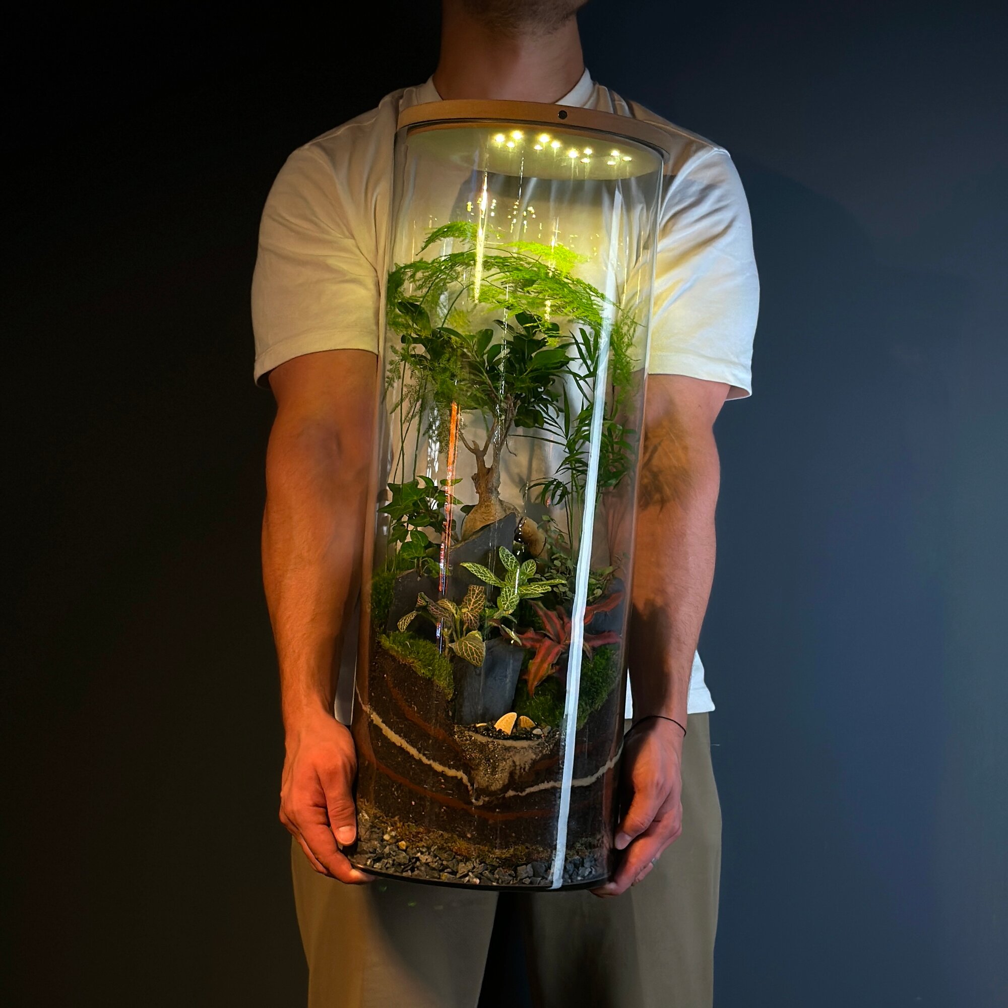 Большой ХЛ закрытый флорариум с бонсай и подсветкой/ Neopure/ Экосистема с подсветкой/25 на 70см/стекло