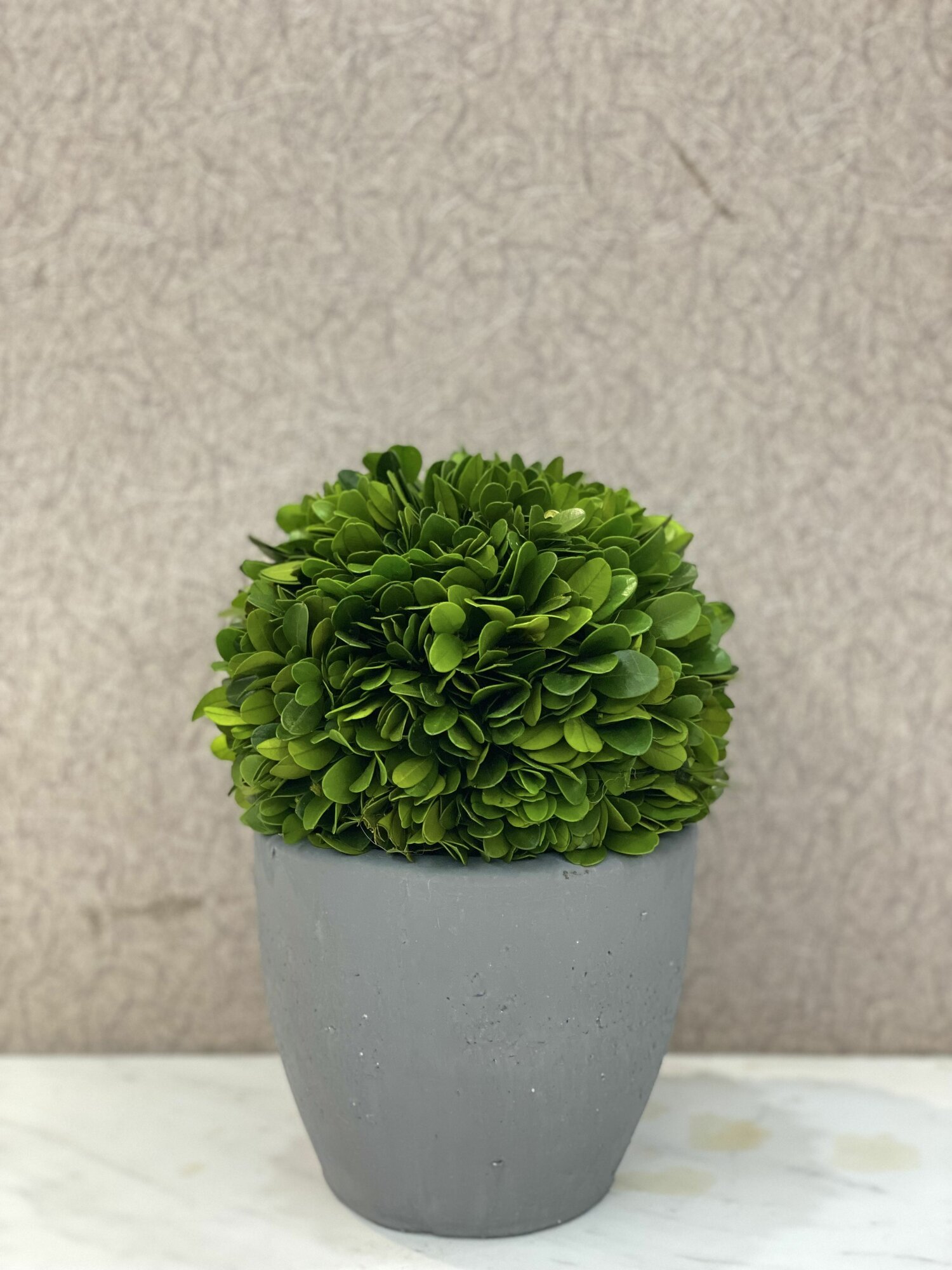 Самшит в горшках / растения для хранения в свежем виде, 2-3 года / уникальное украшение дома