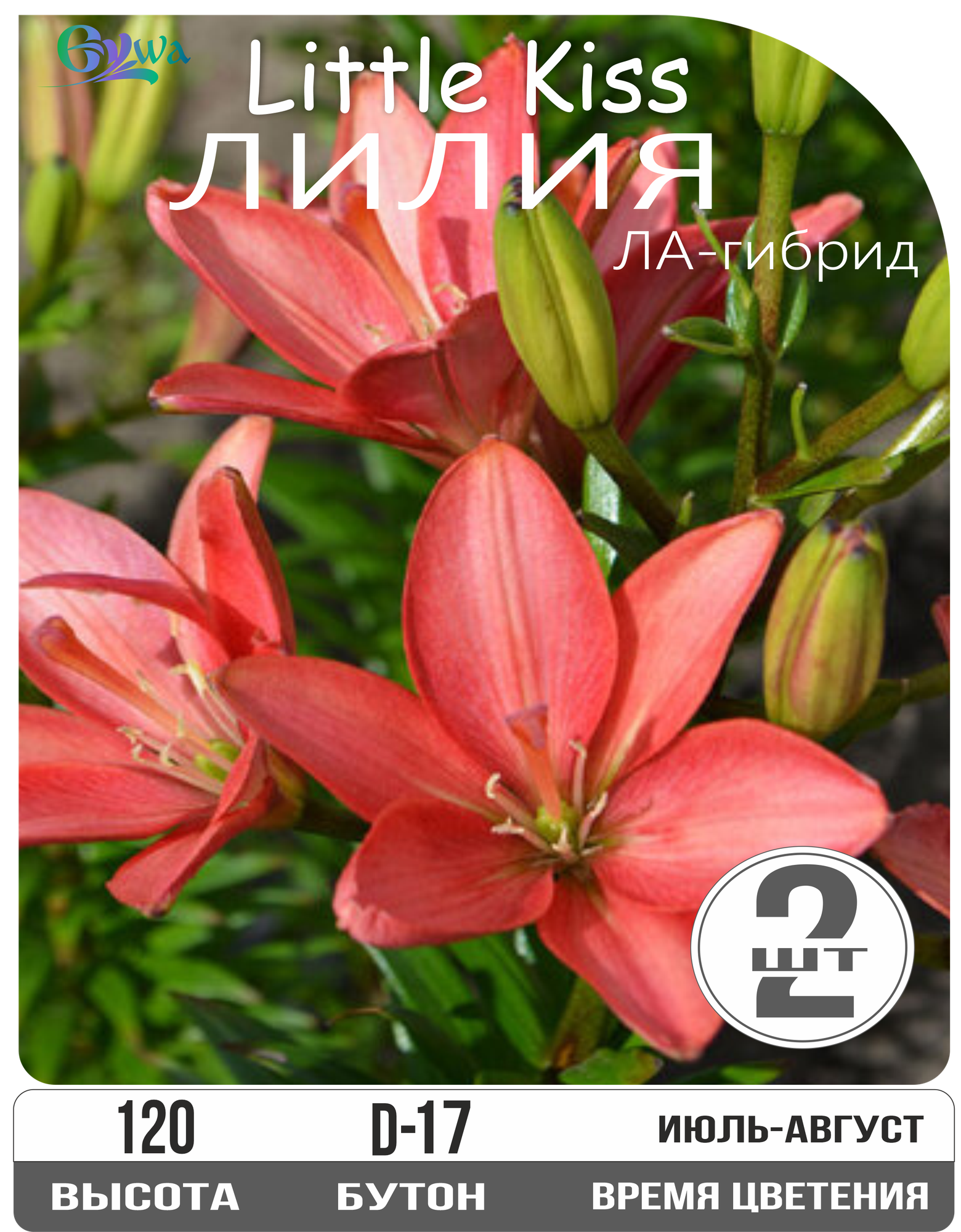 Лилия луковицы многолетние Литтл Кисс, ЛА-гибрид, высота 120 см, лососевые, 2шт.