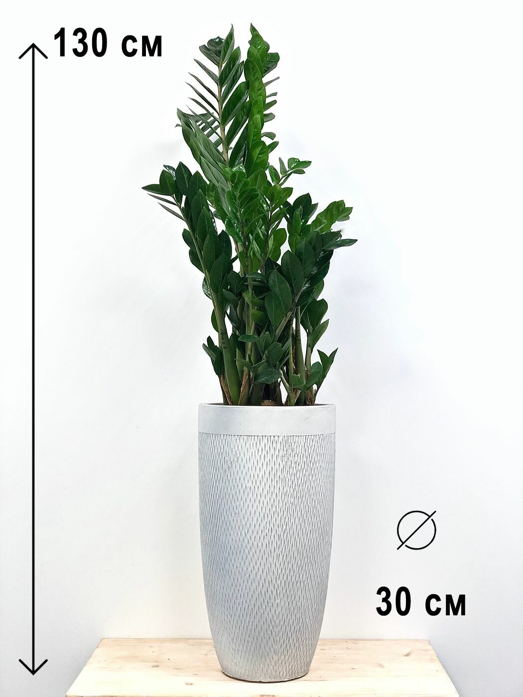 Растение Замиокулькас в высоком керамическом кашпо лотус слоновая кость, высота композиции 125-130см