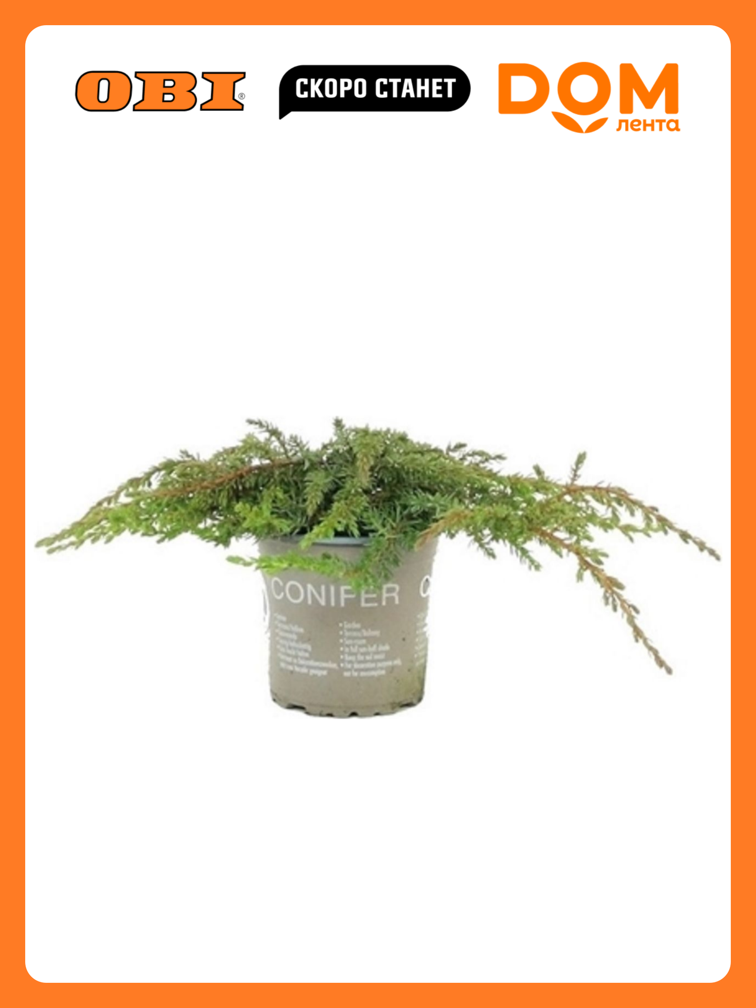 Можжевельник Грин Карпе Т 881680, многолетнее, хвойное, декоративное растение