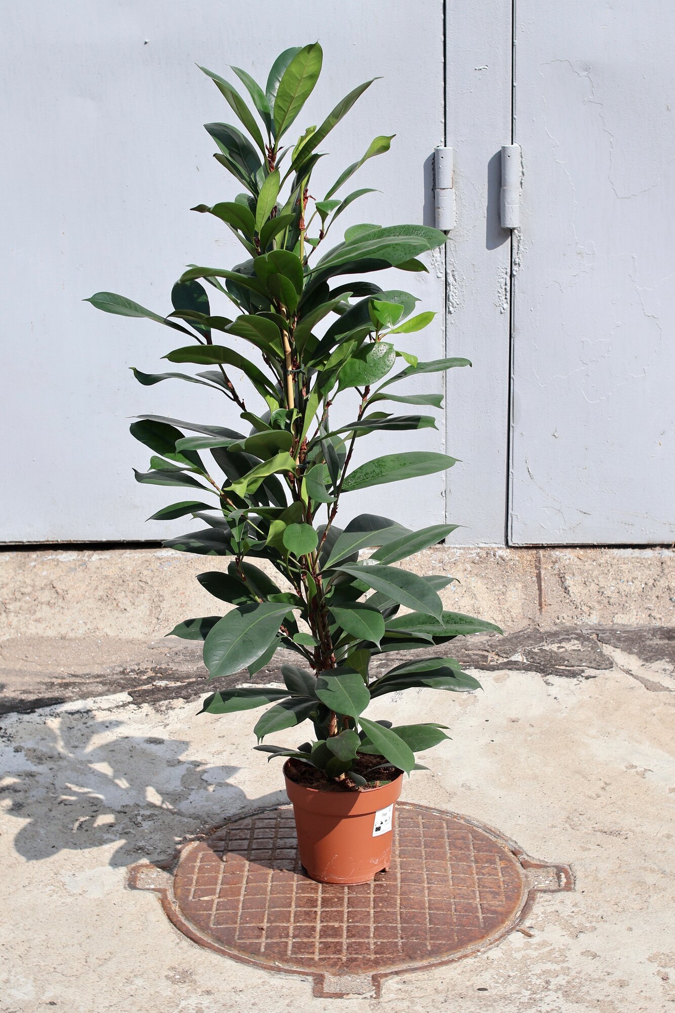 Фикус Циатистипула (D-21 H-110)