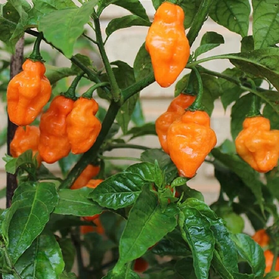 Семена Deodar SEEDS COMPANY Перец острый Trinidad scorpion orange 5 шт.