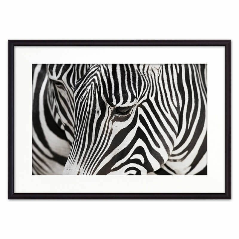 Постер в рамке Зебры, 30х40 см