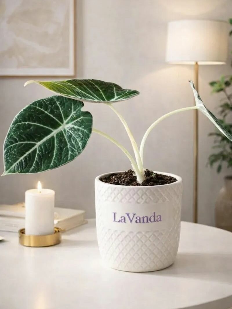 Алоказия Блэк Вельвет (Alocasia Black Velvet) редкое комнатное растение с бархатными листьями, живой цветок в горшке