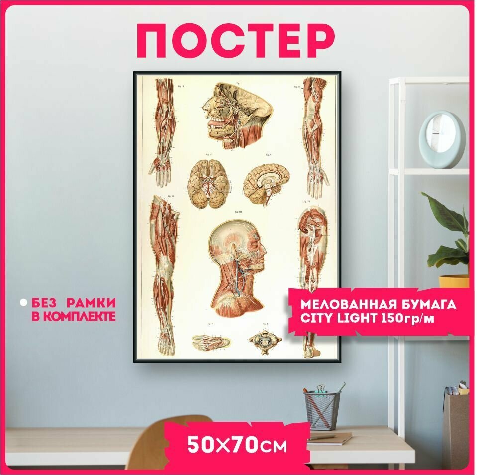 Постеры на стену Анатомия строение тела