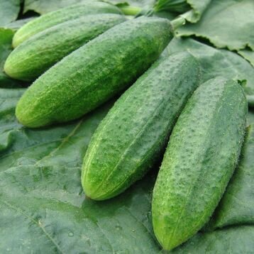 Коллекционные семена огурца F1 Отело