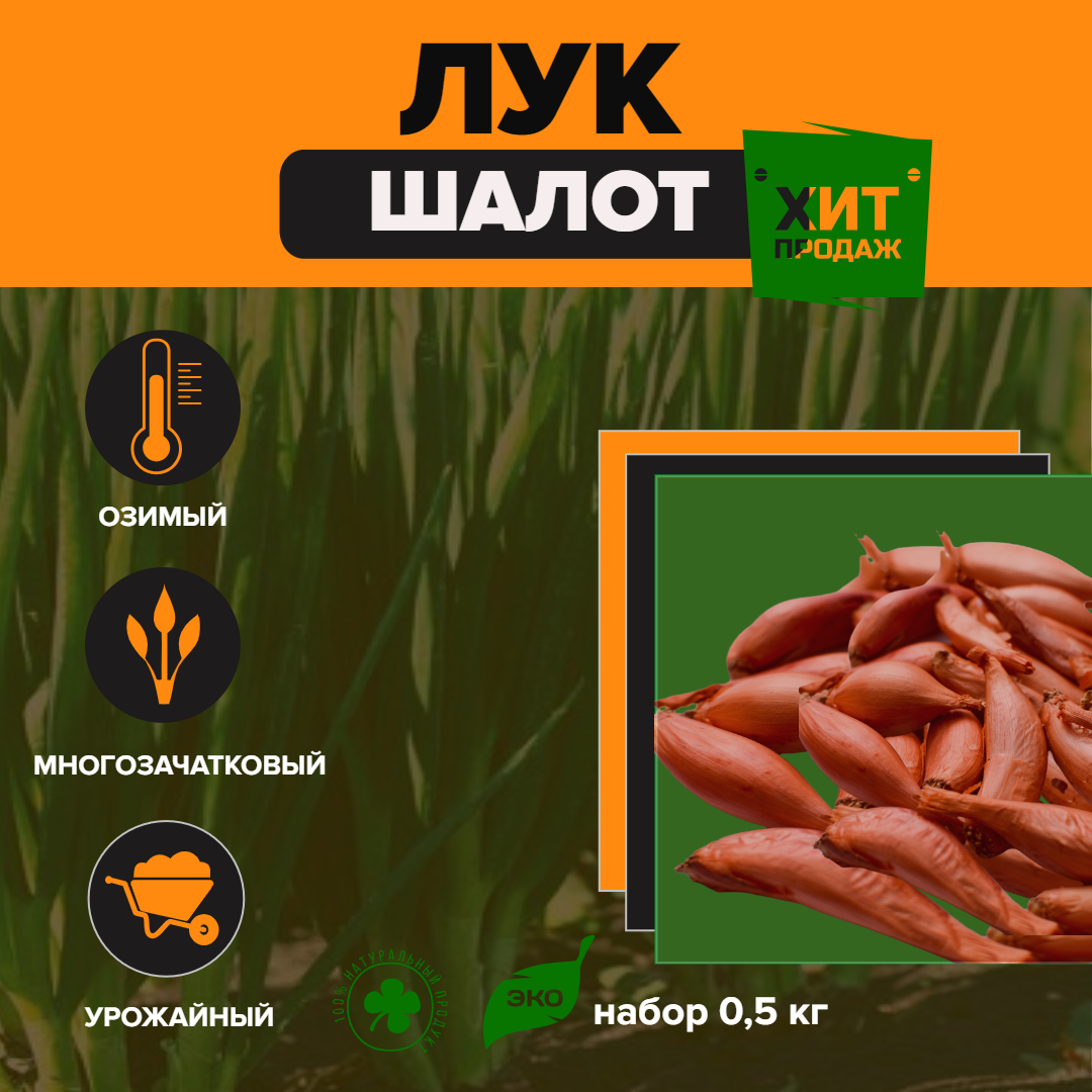 Лук шалот (семенной, озимый)