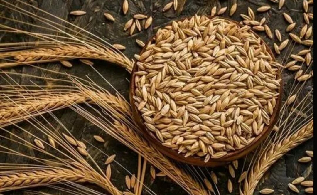 Ячмень корм для кроликов, крыс, хомяков, морских свинок, грызунов (зерно) 1кг.