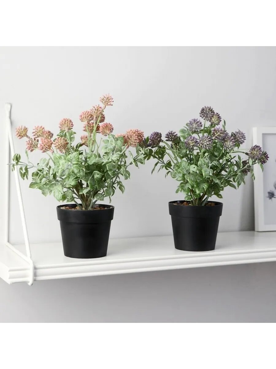 Живой бонсай в стильном горшке