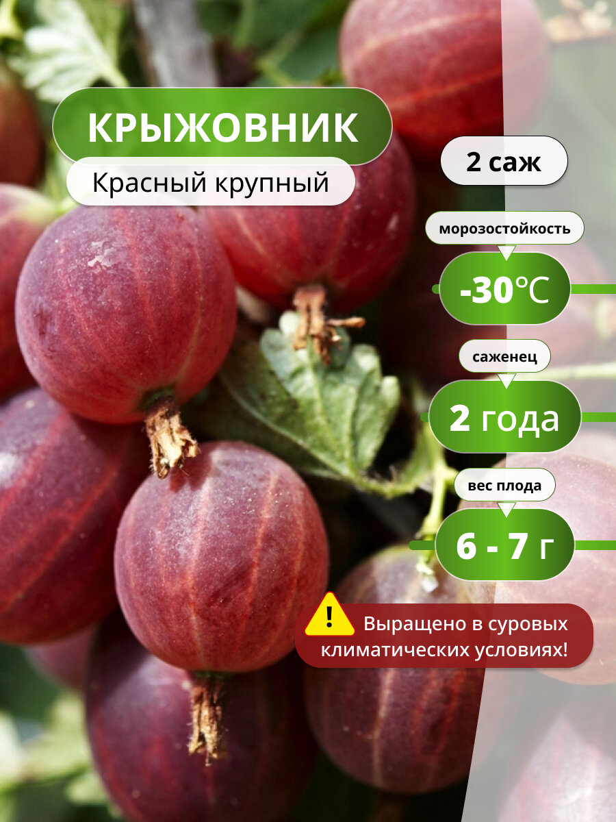 Крыжовник Красный крупный, 2 , морозостойкий сорт, красный, до 7 кг с куста