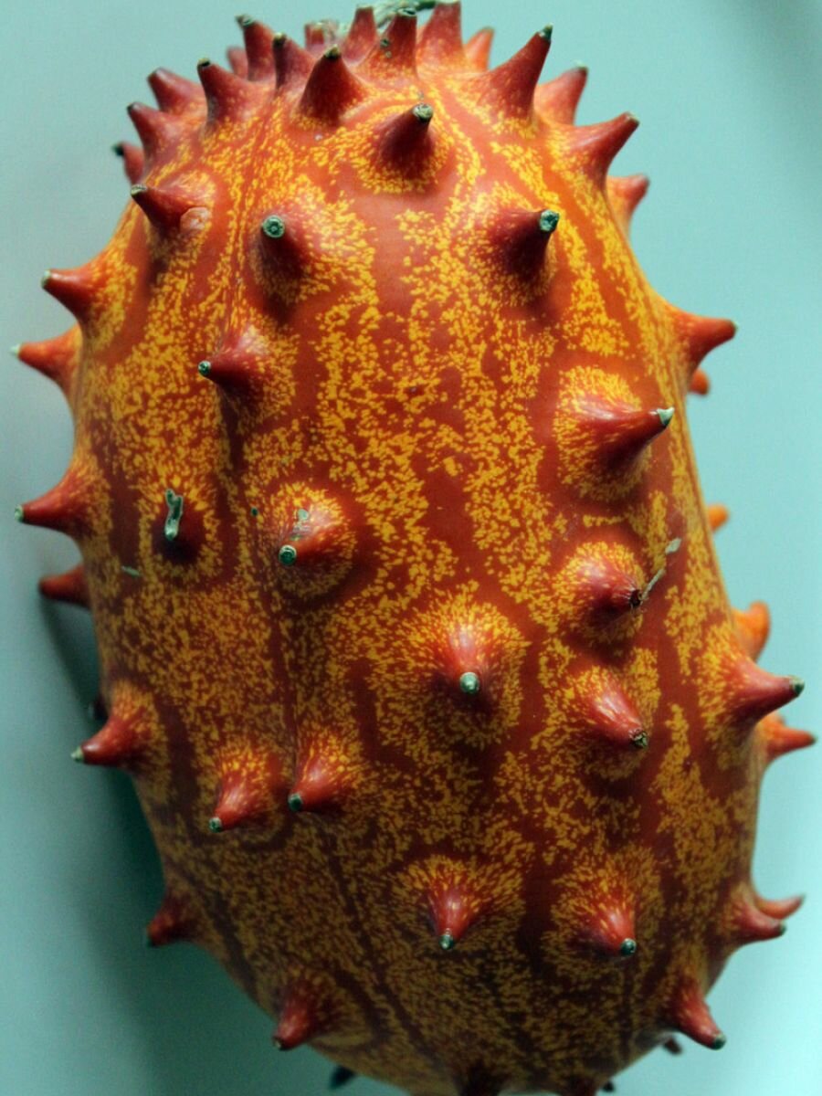 Кивано семена 10 штук