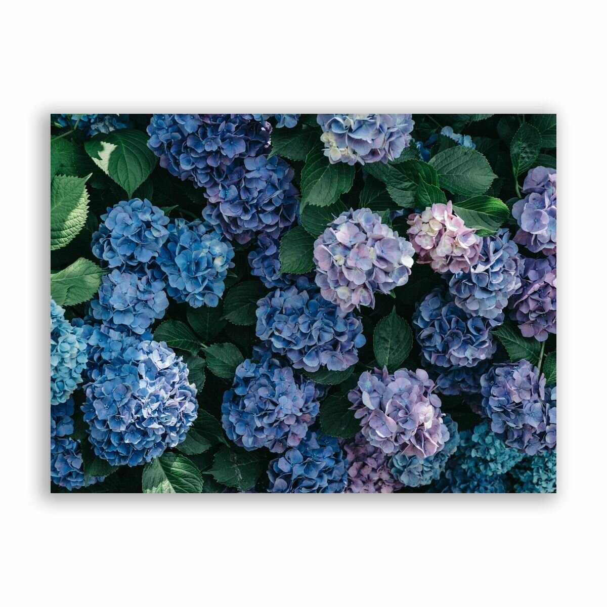 Постер цветы на бумаге / Гортензия / Размер 30 x 40 см