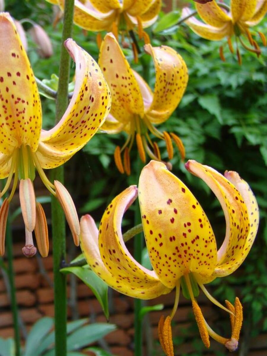 Семена Лилия Мартагон микс (Lilium martagon), 20 штук