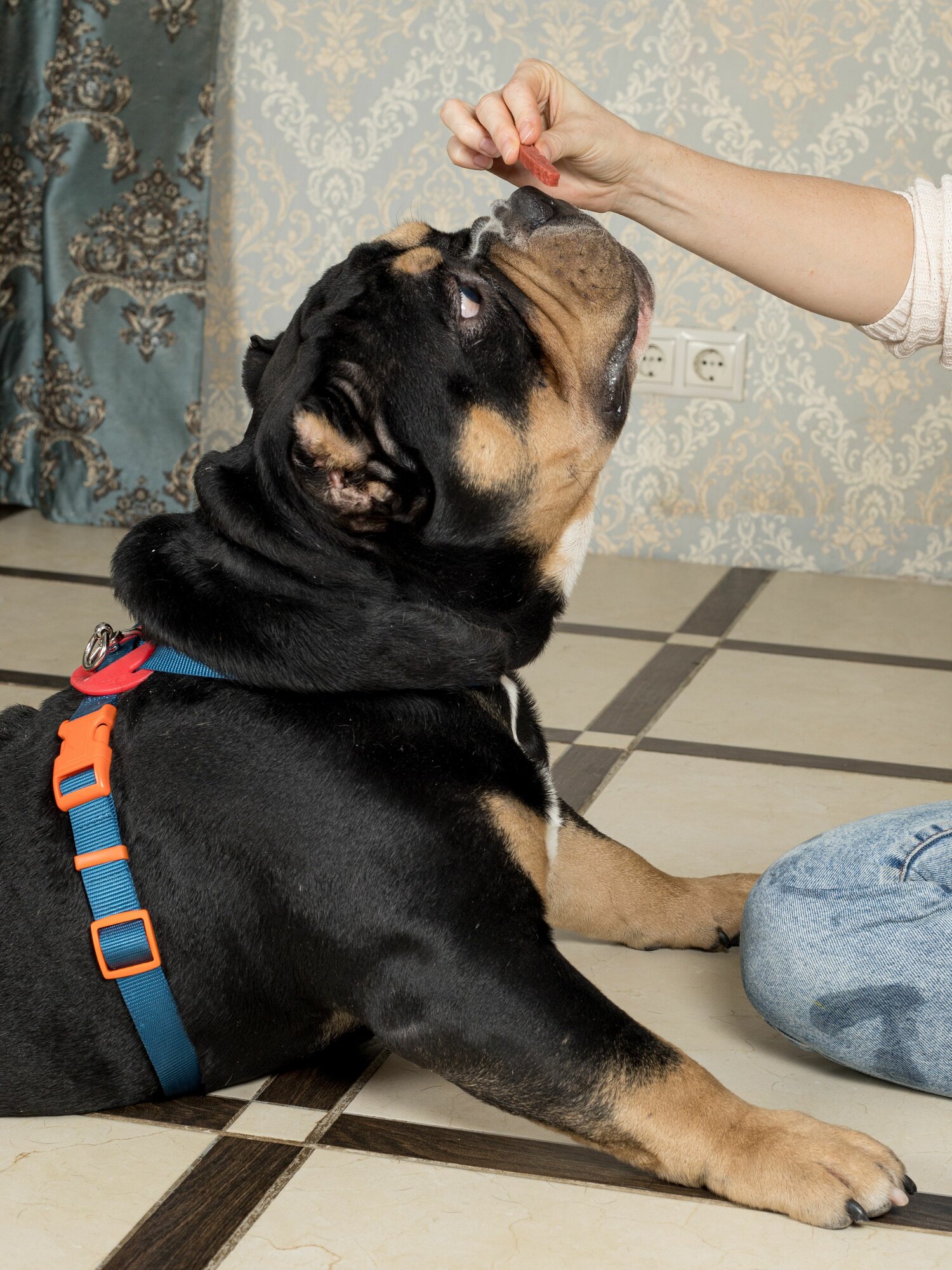 Шлейка для собак Japan Premium Pet серия "Легко Надеть" с защитным механизмом от перекручивания. Размер L, цвет синий