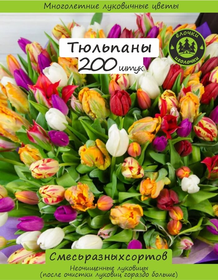 Тюльпан Луковицы неочищенные, Микс сортов, 200шт+ (Ёлочки иголочки)