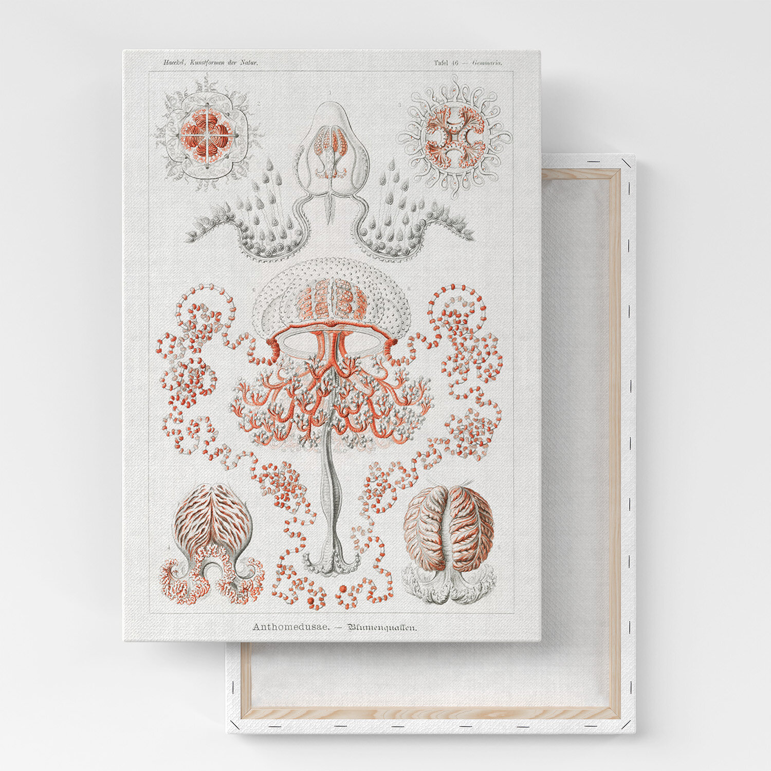 Картина на холсте, репродукция / Эрнст Геккель - Anthomedusae. Blumenquallen / Размер 80 x 106 см