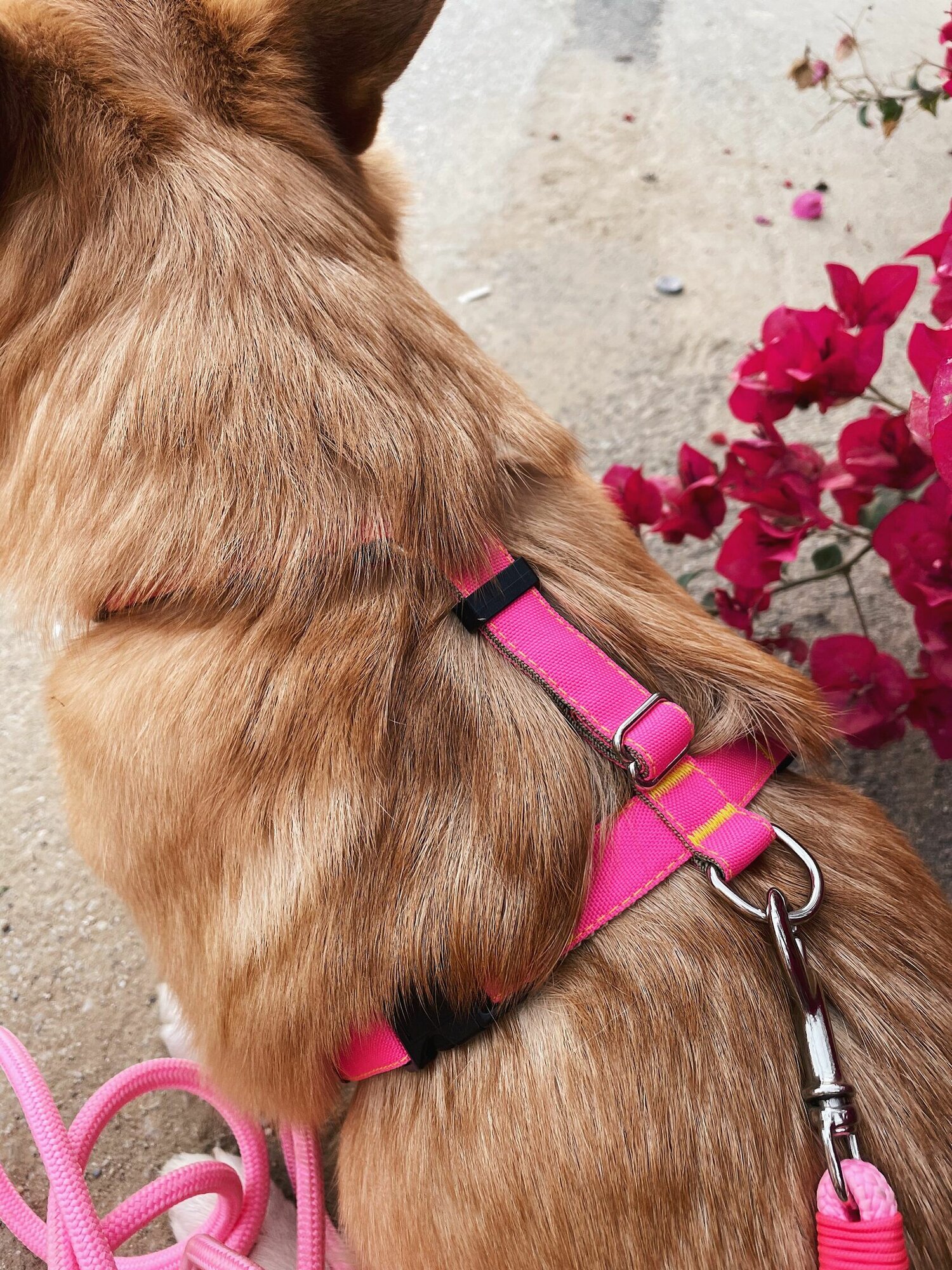 Анатомическая шлейка BIGLINI размер M для собаки любой породы Y-образной формы идеальный подарок рекомендованный кинологами и ветеринарами