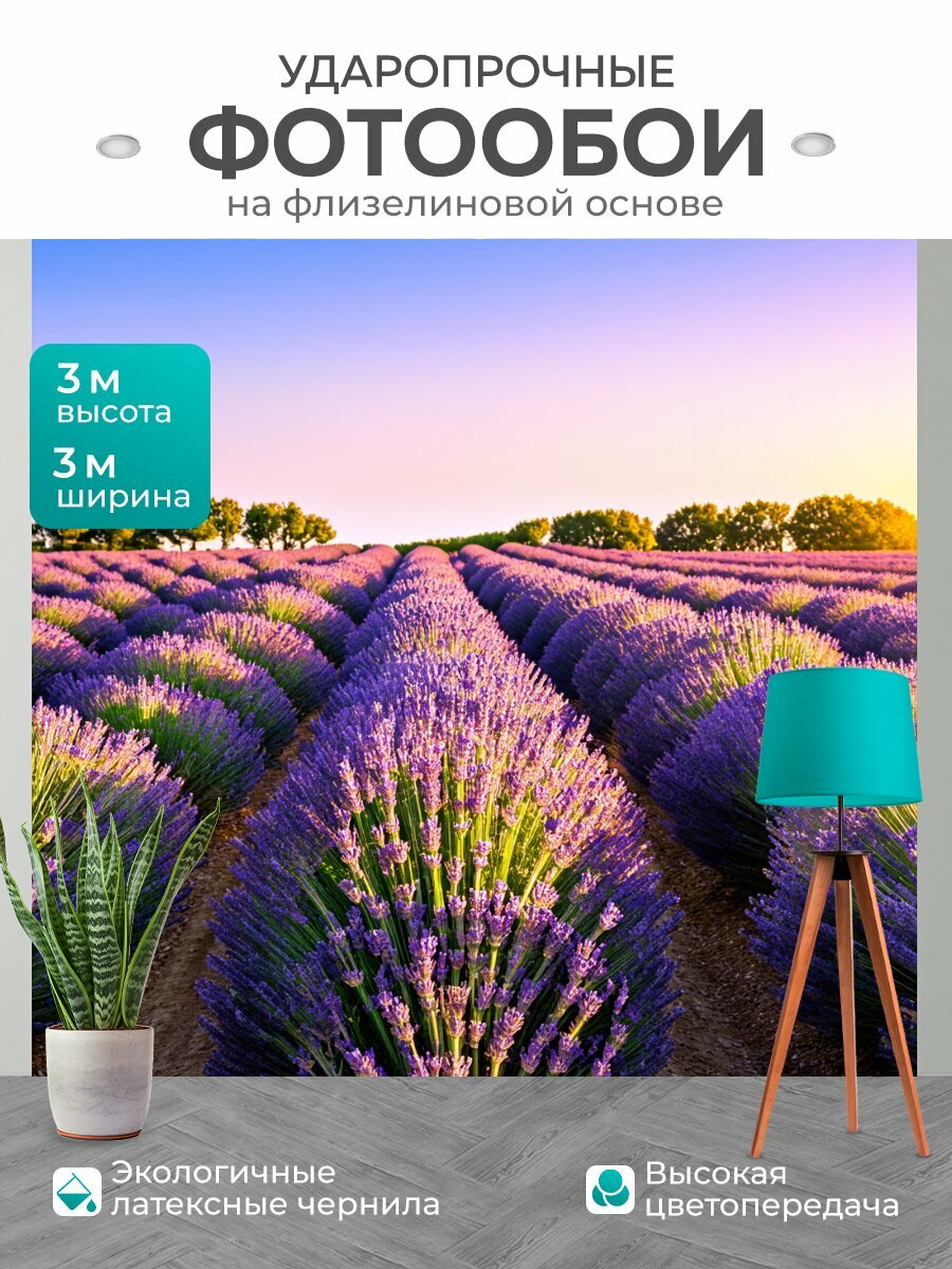 Фотообои моющиеся ударопрочные "Поле лаванды при закате. лавандовые кусты тянутся до самого горизонта, а небесная синь окрашивается в теплые фиолетовые" 300x300 см. флизелиновые на стену
