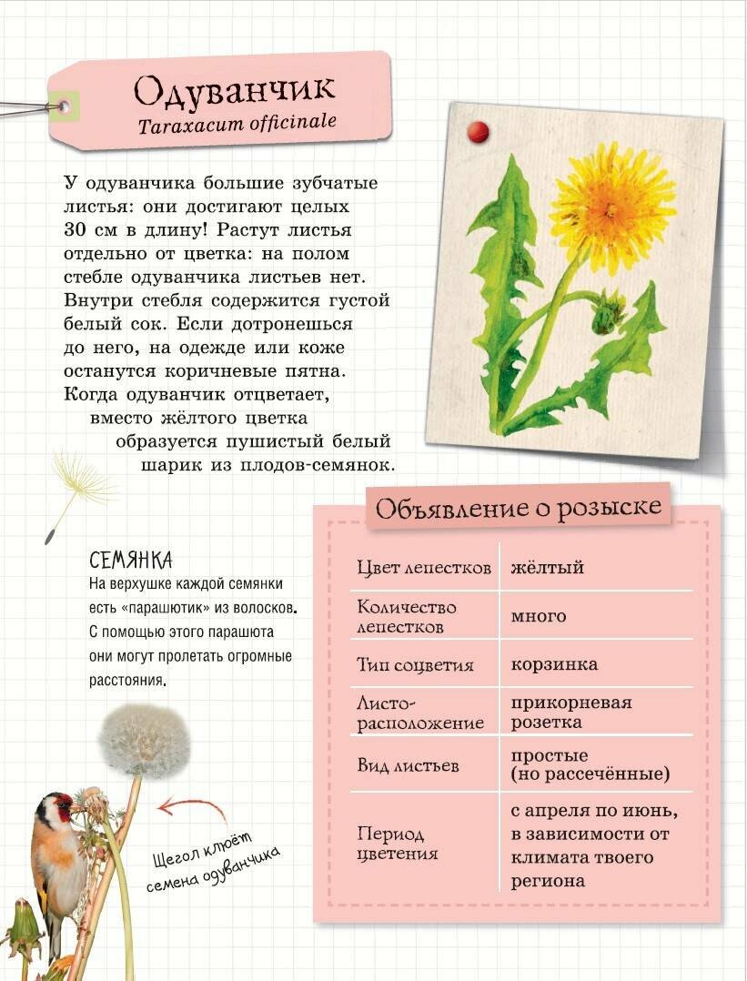 Мой первый гербарий — фото 1