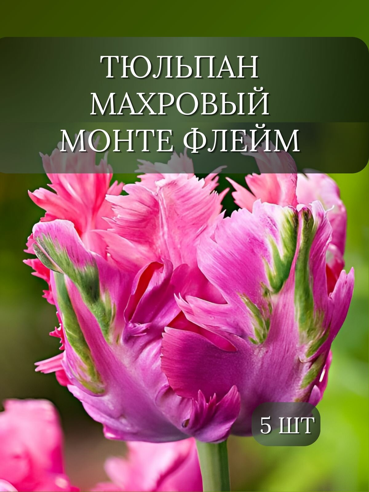 Тюльпан попугайный Веберс Пэррот Пинк 5 шт.